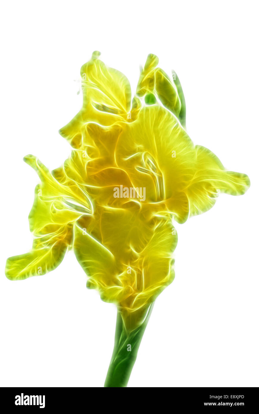 Yellow gladiolus hi-res stock photography and images - Alamy