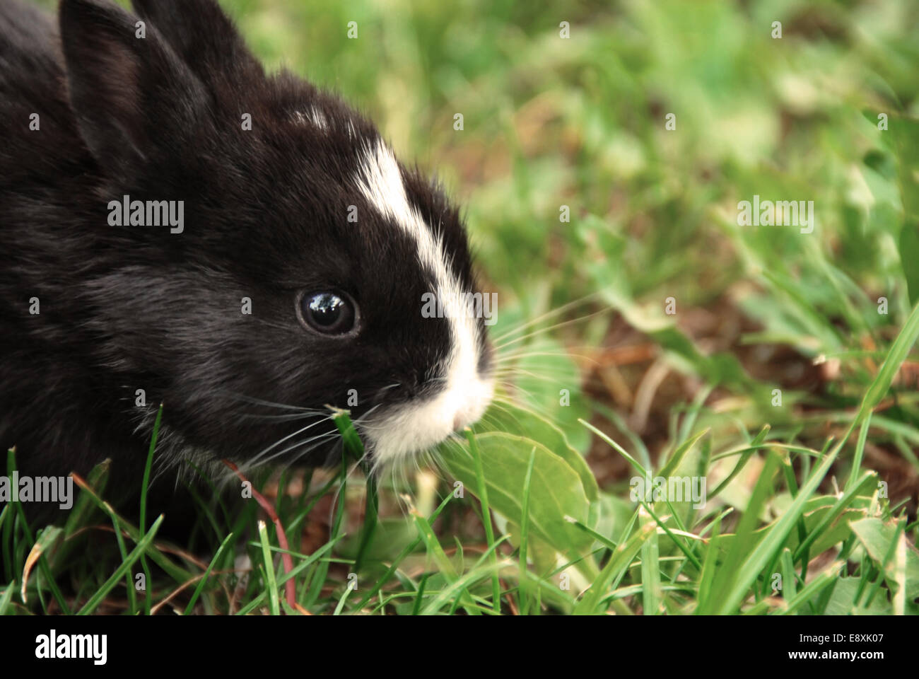 Black rabbit and white nose hi-res stock photography and images - Alamy