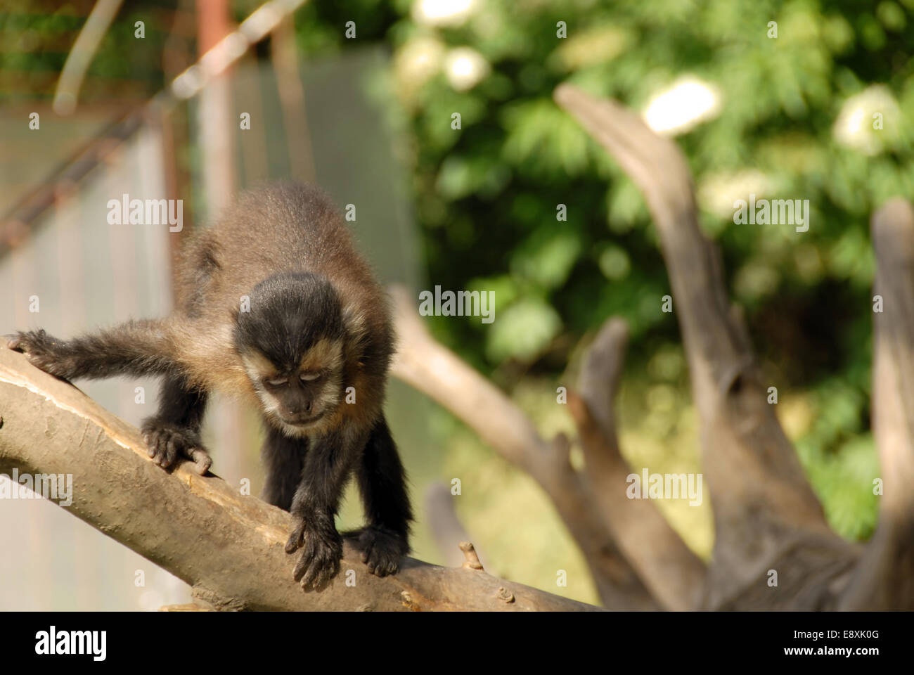 Monkey on tree Stock Photo - Alamy