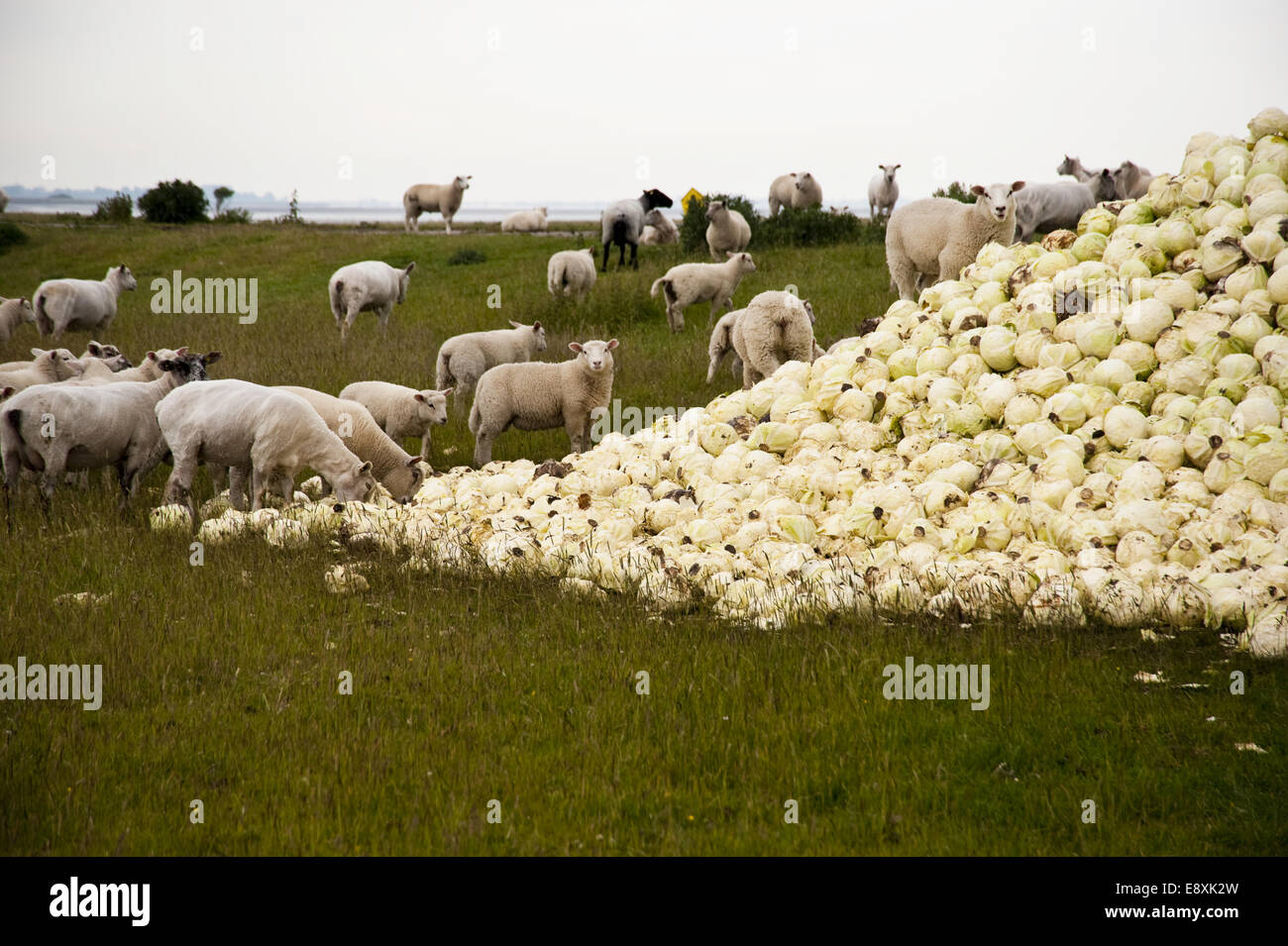 sheep and cabbage Stock Photo - Alamy
