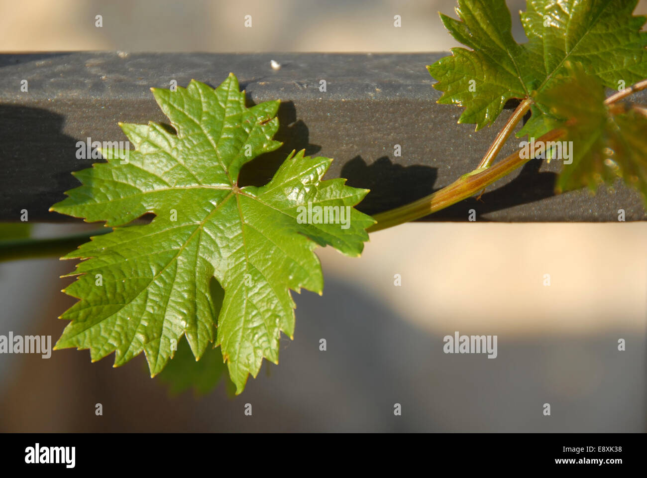 Growing vine plant closeup Stock Photo - Alamy