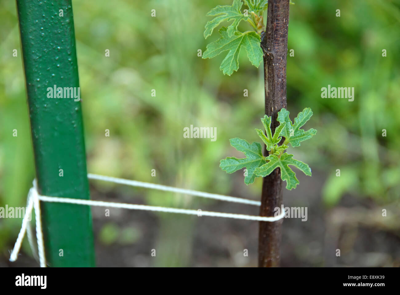 Young fig tree Stock Photo - Alamy