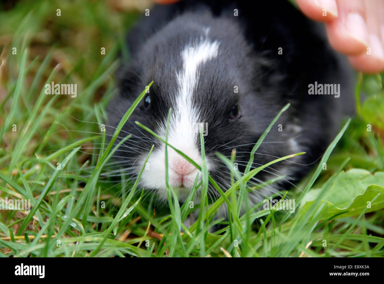 Black rabbit with white nose hi-res stock photography and images - Alamy
