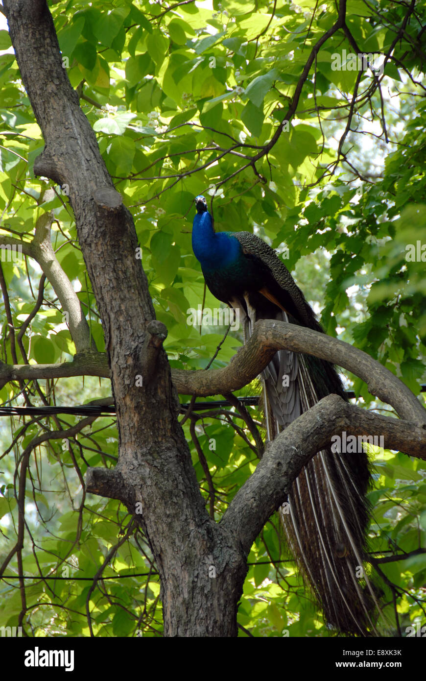 Peacock sitting on tree hi-res stock photography and images - Alamy