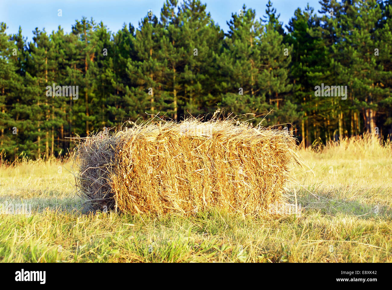 Wafer of hay Stock Photo - Alamy