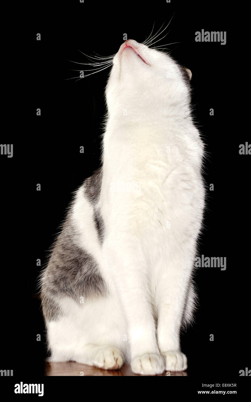 cat looking up Stock Photo - Alamy