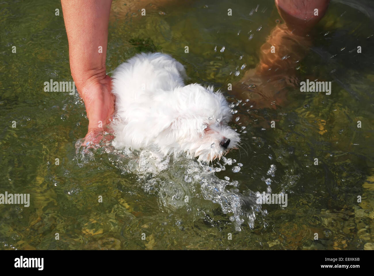 Little dog swimming Stock Photo - Alamy