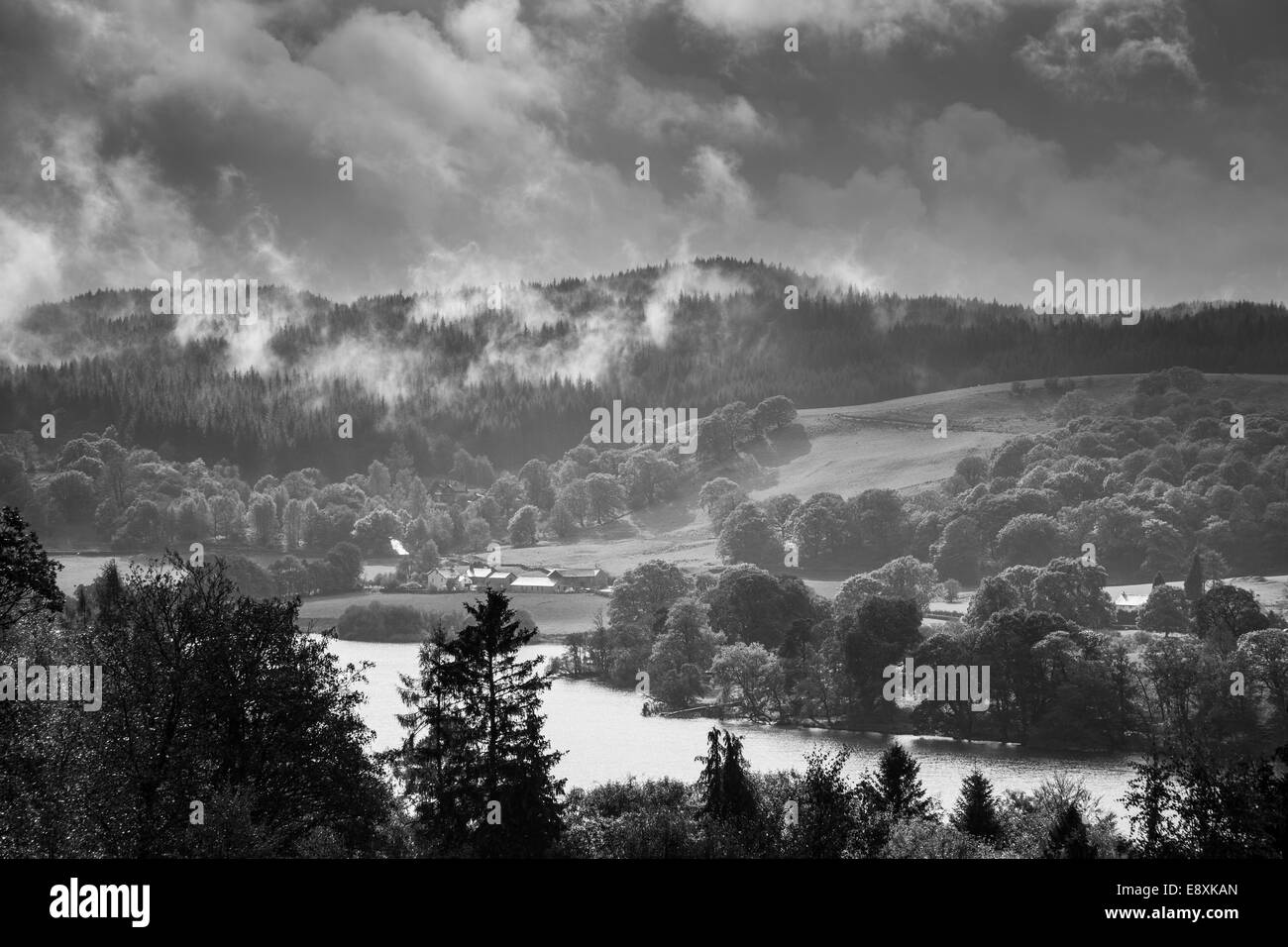 Low mist flowing across the tops of the trees on Esthwaite Intake ...