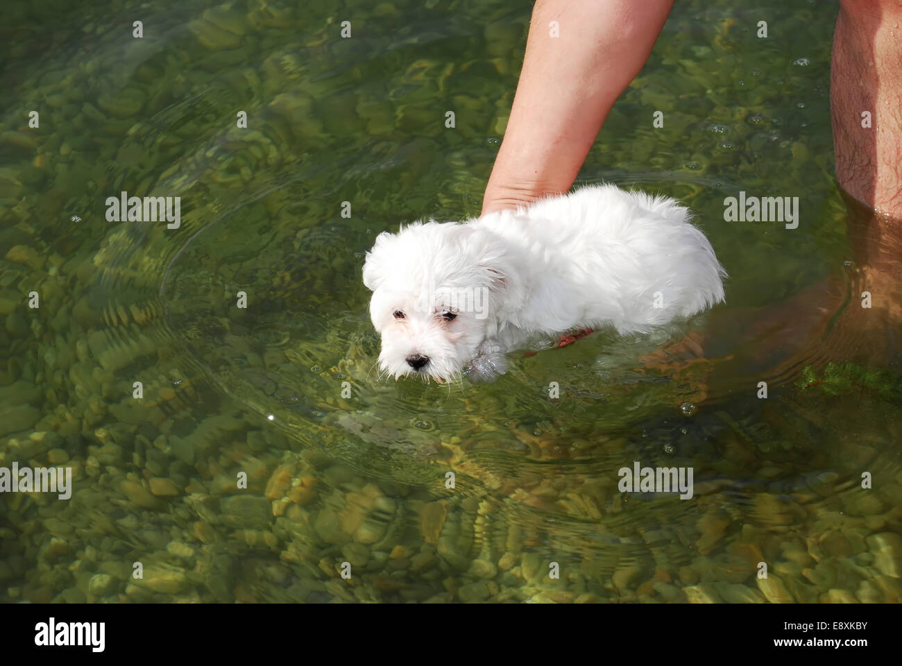 Supporting leg hi-res stock photography and images - Alamy