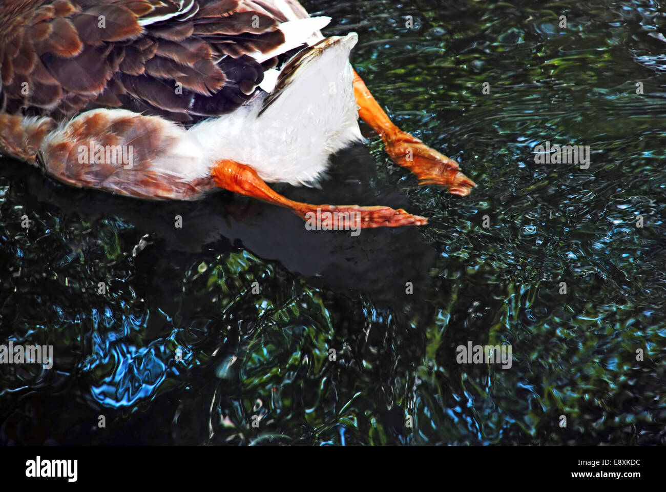 Duck legs hi-res stock photography and images - Alamy