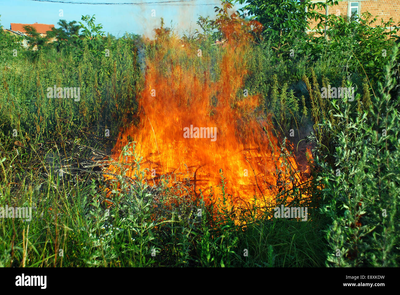 Fire in green grass Stock Photo - Alamy