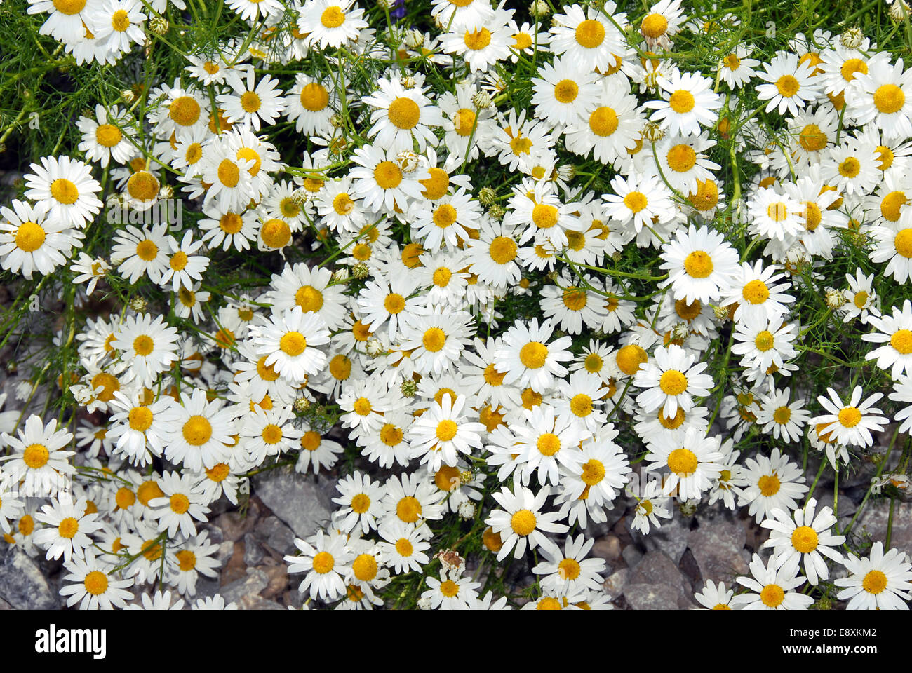 Summer daisy background Stock Photo - Alamy