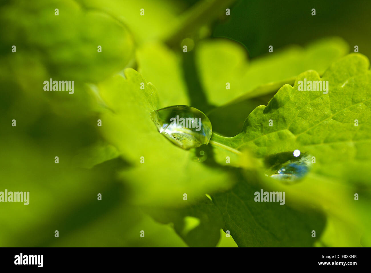 Morning dew on a leaf Stock Photo - Alamy
