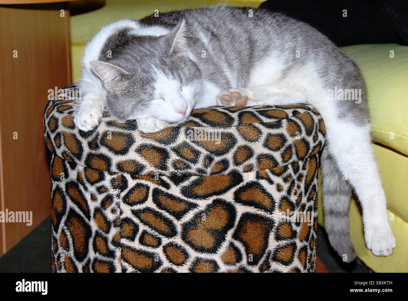 Dappled cat hi-res stock photography and images - Alamy