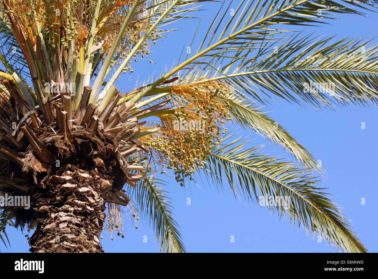 Palm crown hi-res stock photography and images - Alamy