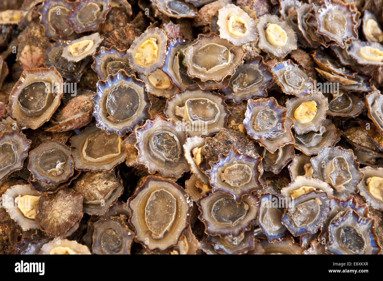 Madeira shells hi-res stock photography and images - Alamy