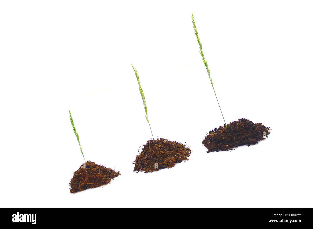 Gras erde wiese Cut Out Stock Images & Pictures - Alamy