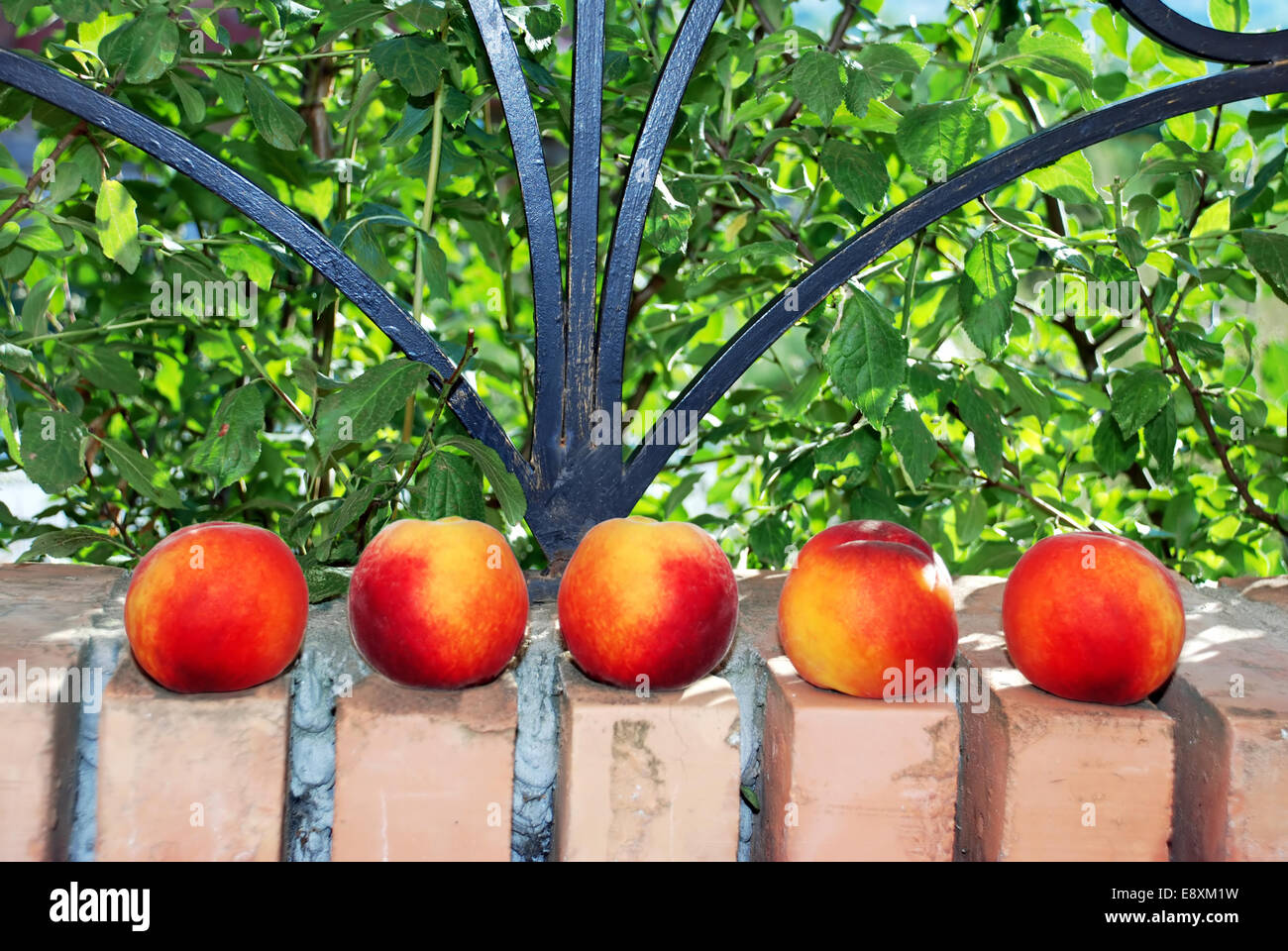 Peaches on brick fence Stock Photo - Alamy