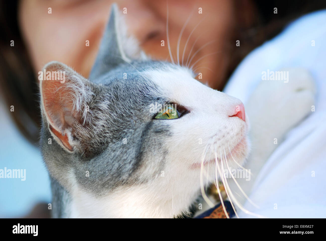 cat in child hands Stock Photo - Alamy
