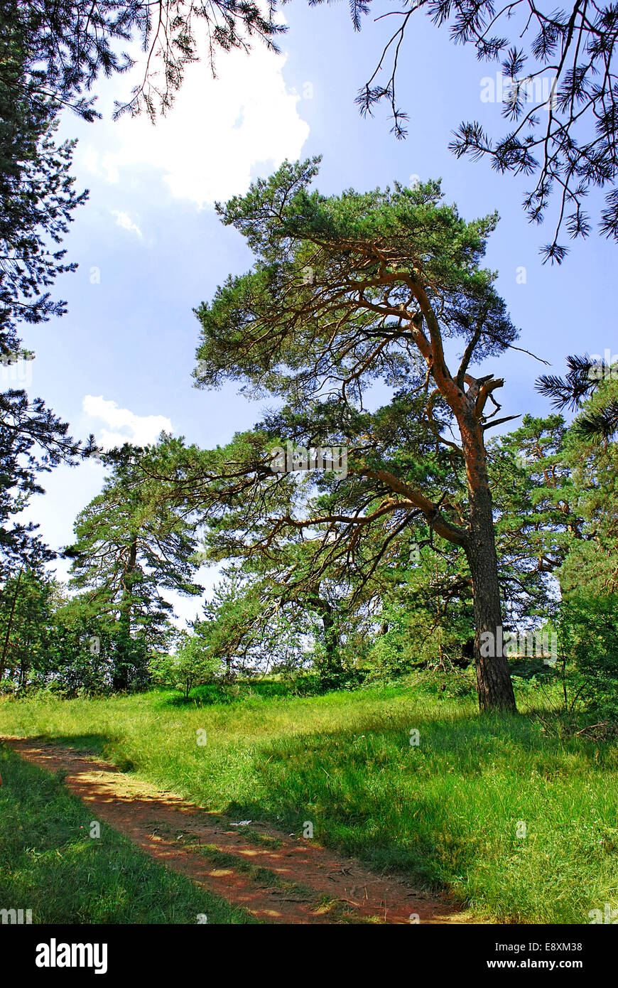 Pine tree in forest Stock Photo - Alamy