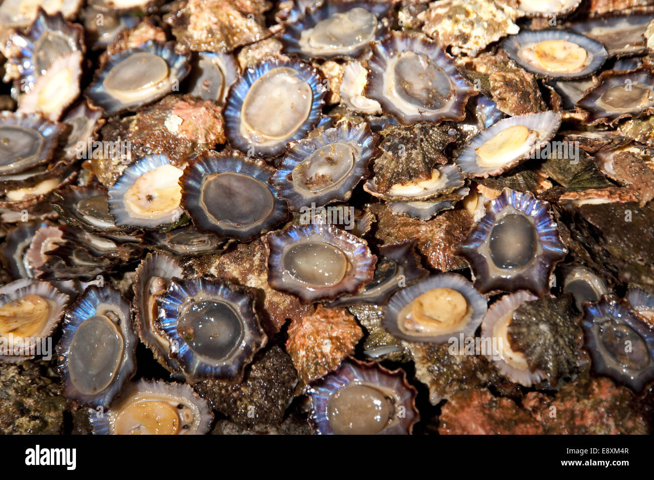 Madeira shells hi-res stock photography and images - Alamy