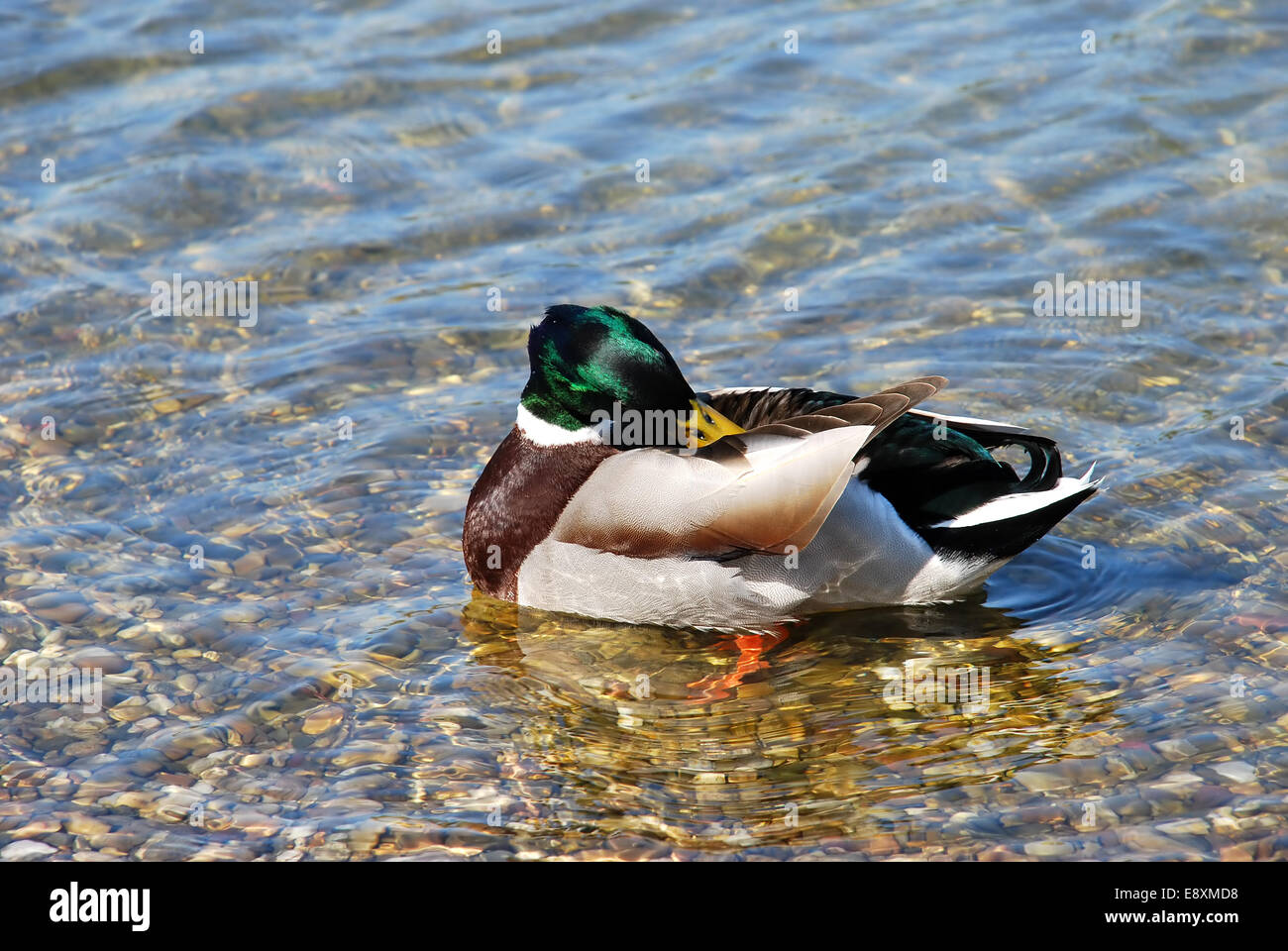 Duck on water - Hygiene Stock Photo - Alamy