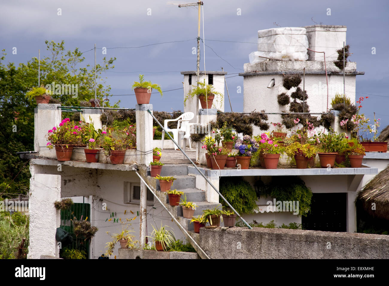 Flowers reet hi-res stock photography and images - Alamy