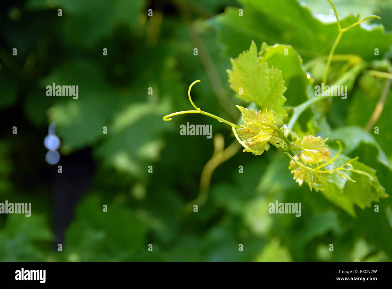 Curling leaves spring hi-res stock photography and images - Alamy