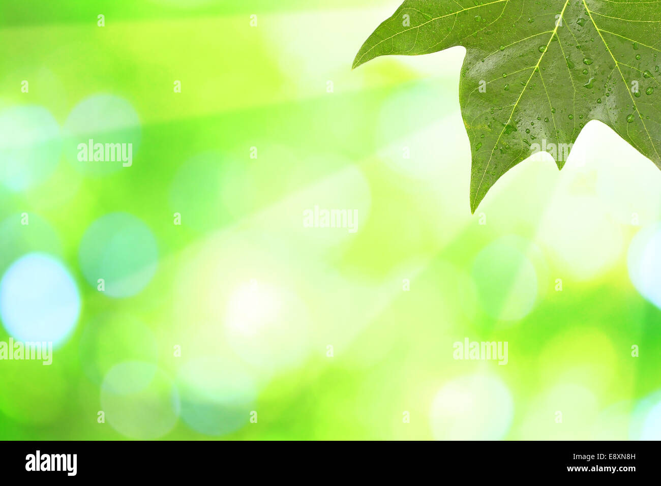 Sun rays shine through leaves hi-res stock photography and images - Alamy