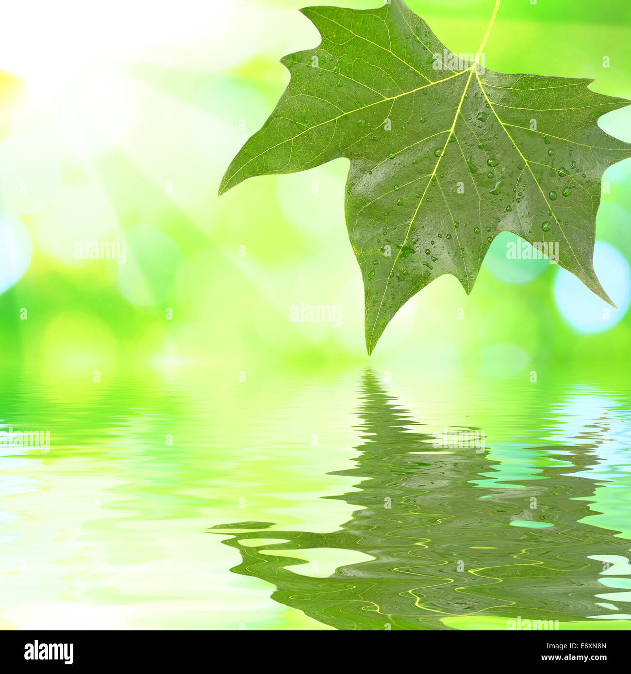 Rays sun shine through leaves hi-res stock photography and images - Alamy