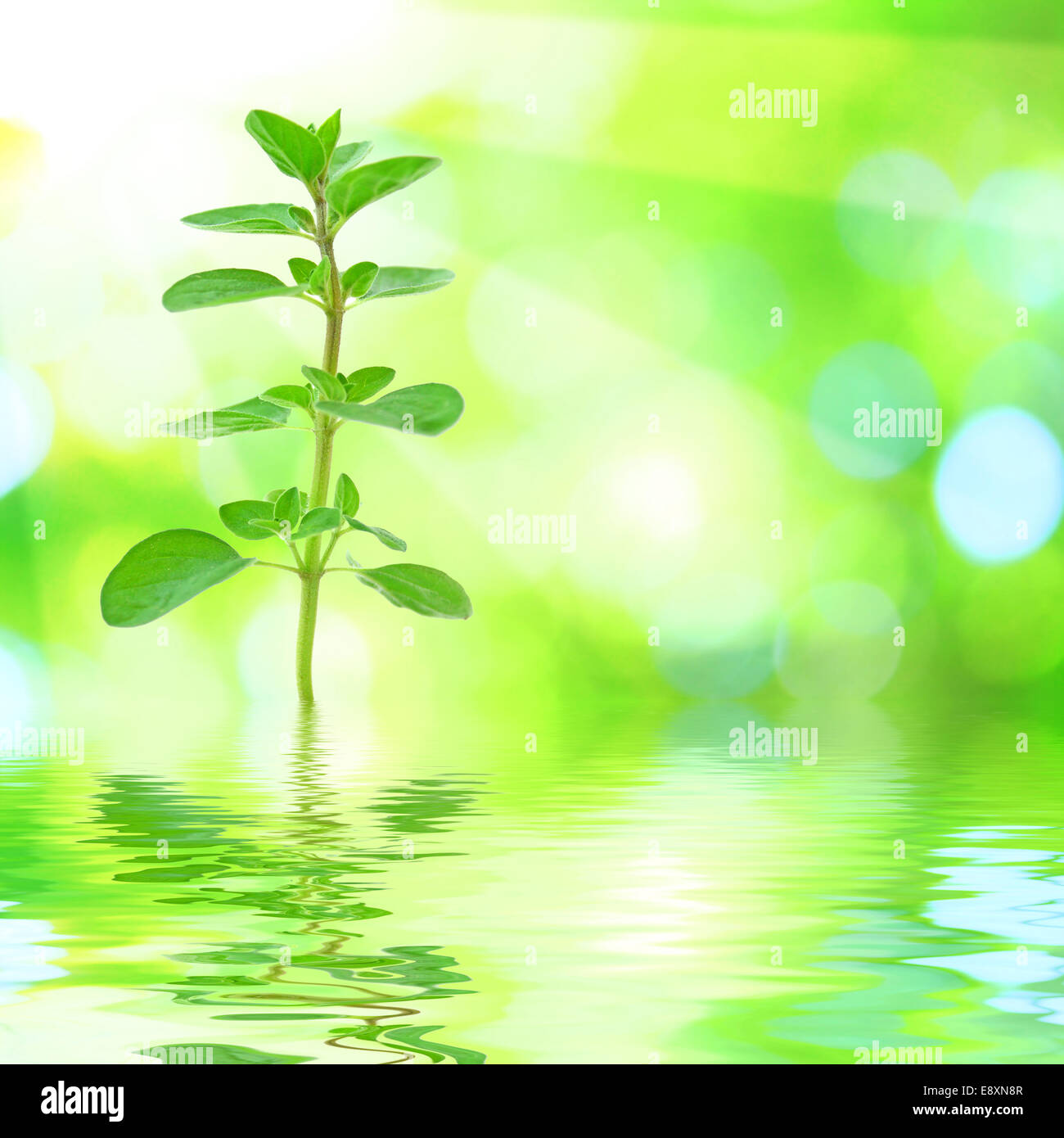 Sun rays through leaves hi-res stock photography and images - Alamy