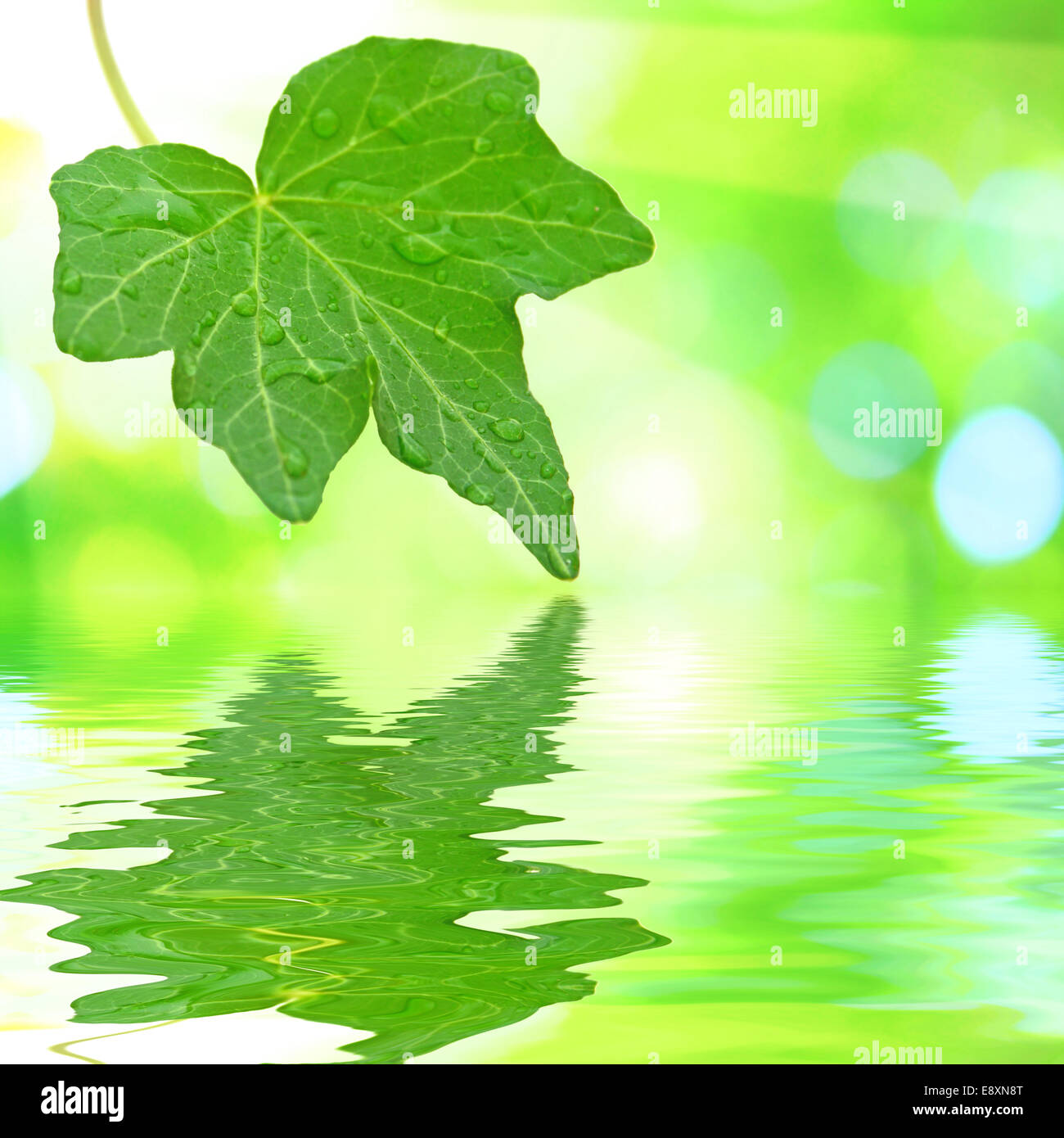 Sun rays through leaves hi-res stock photography and images - Alamy