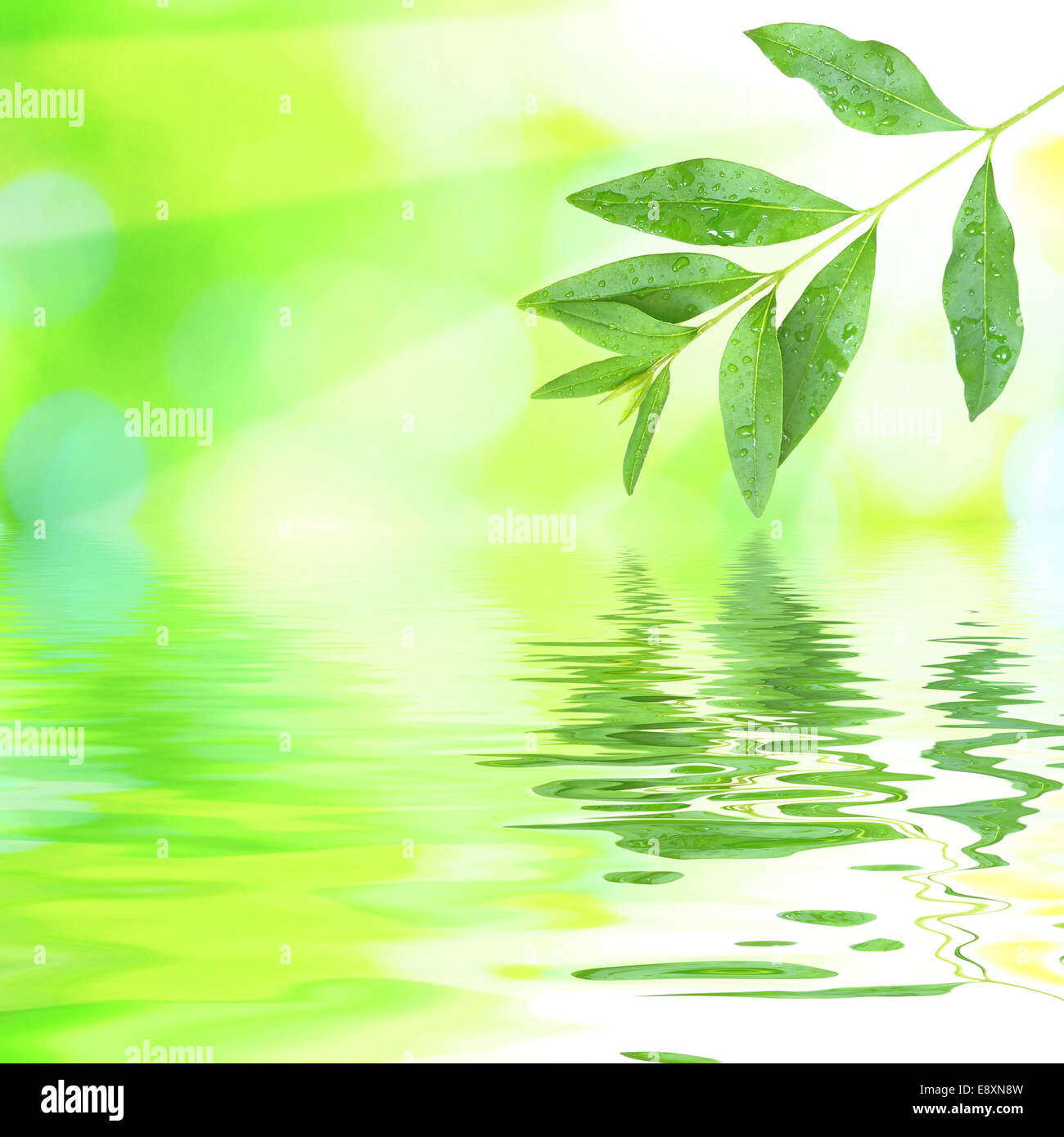 Rays sun shine through leaves hi-res stock photography and images - Alamy