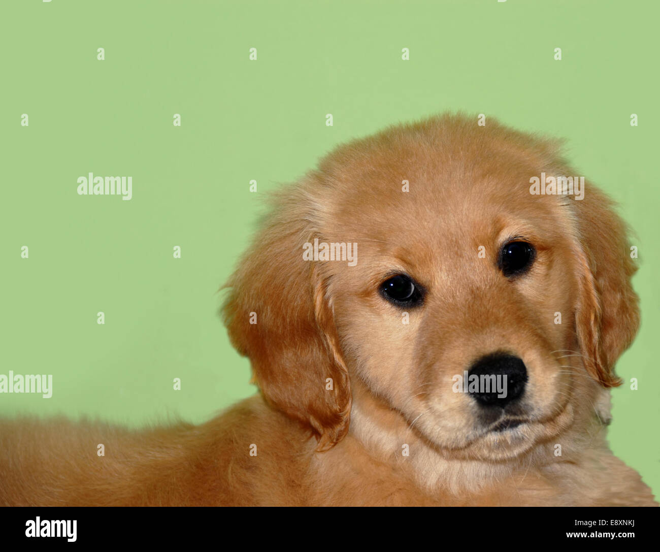 Small dog portrait Stock Photo - Alamy