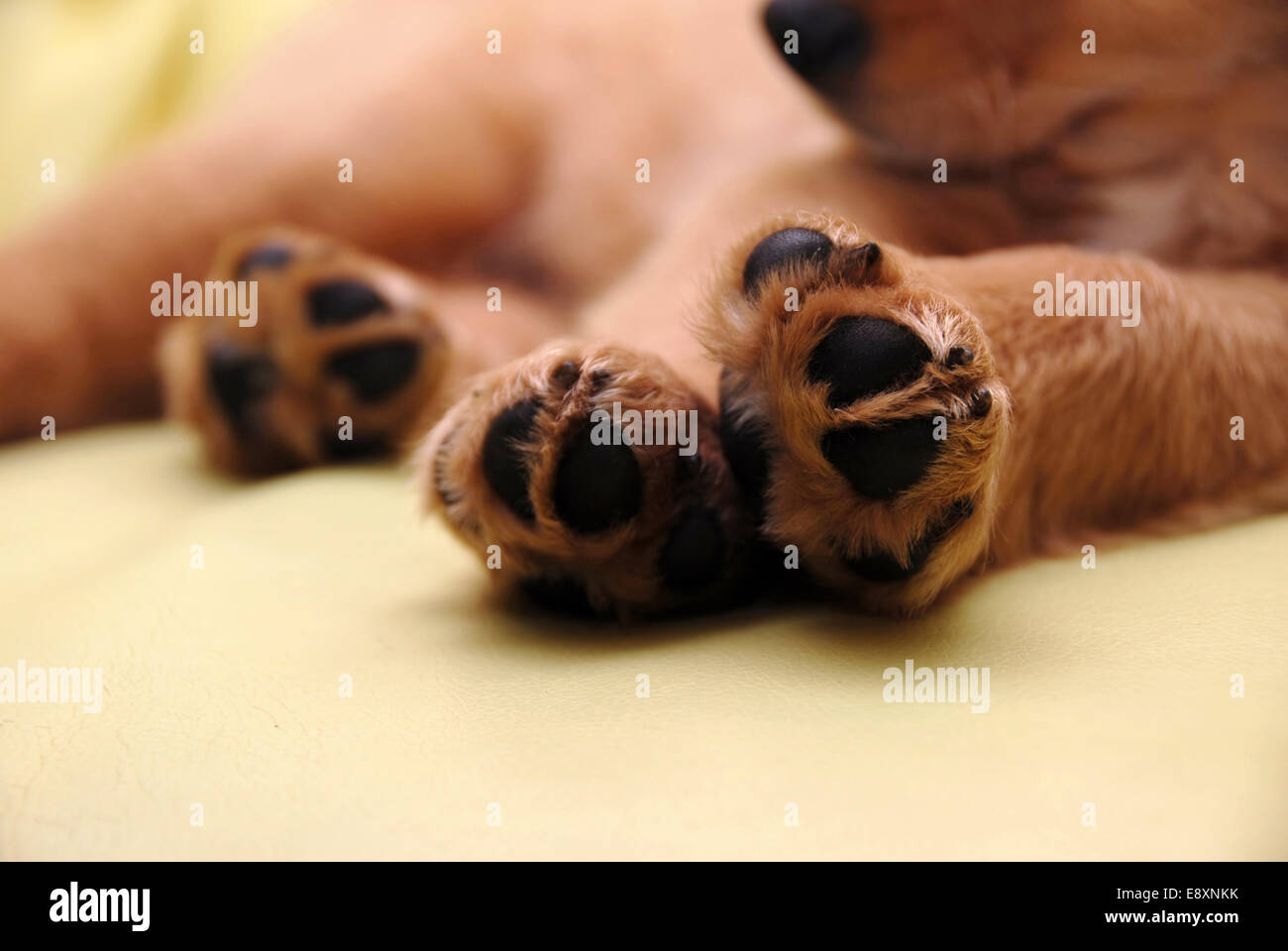 Paws of sleeping puppy Stock Photo - Alamy