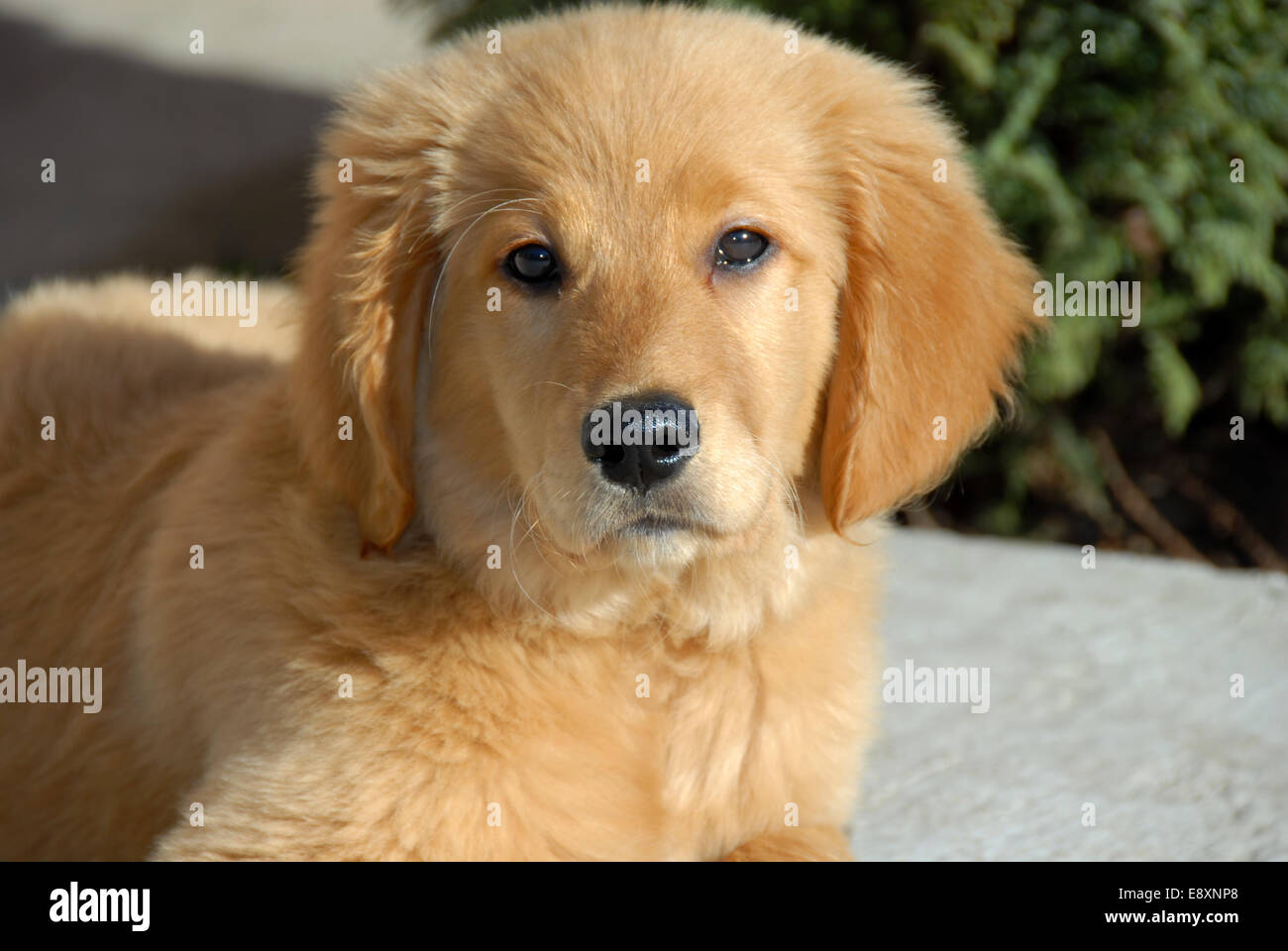 Small dog portrait Stock Photo - Alamy