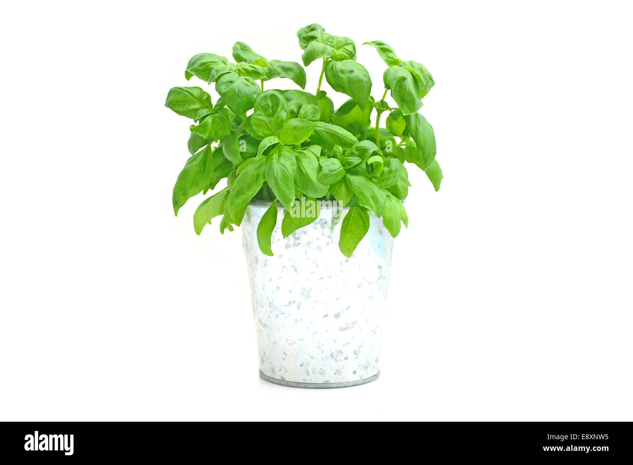 Basilikumpflanze hi-res stock photography and images - Alamy