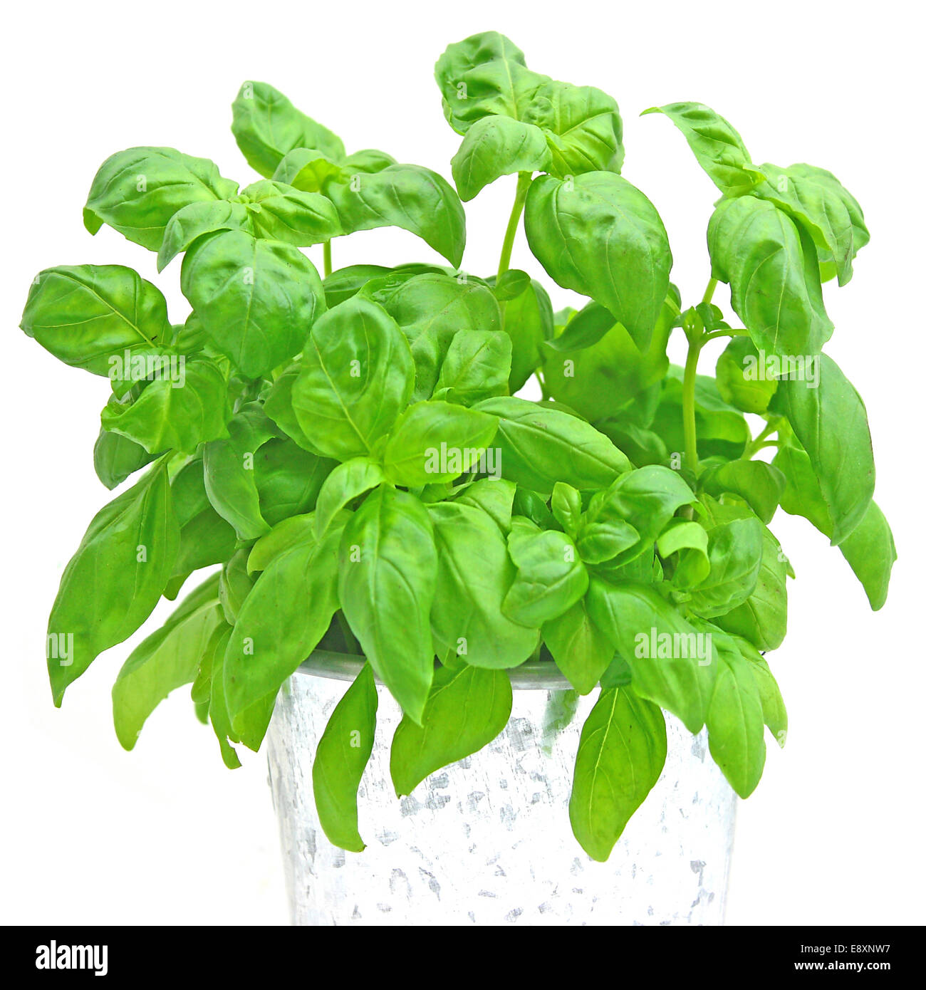 Basilikumpflanze hi-res stock photography and images - Alamy