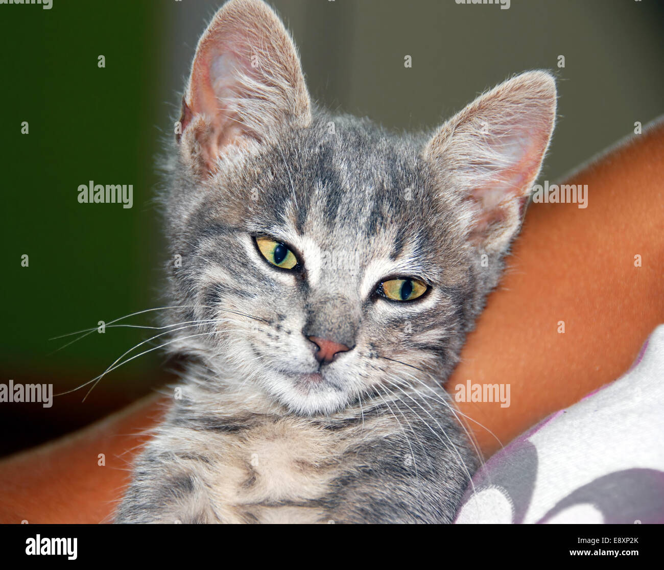 Young cat portrait Stock Photo - Alamy