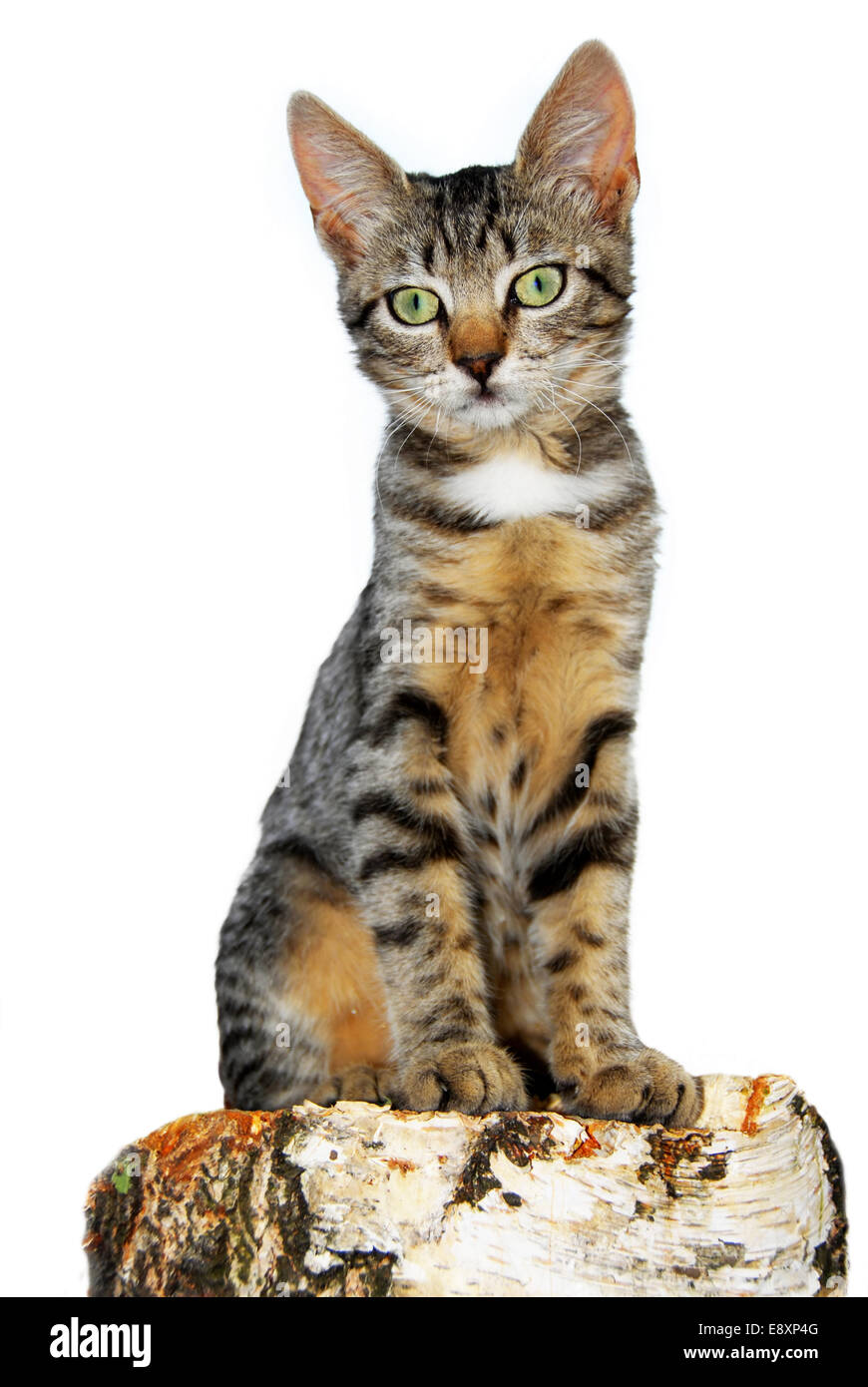 Isolated cat on tree stump Stock Photo - Alamy