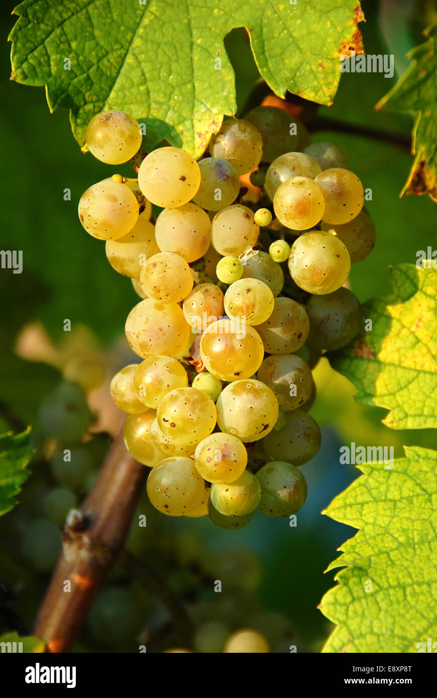 Brown Grapes