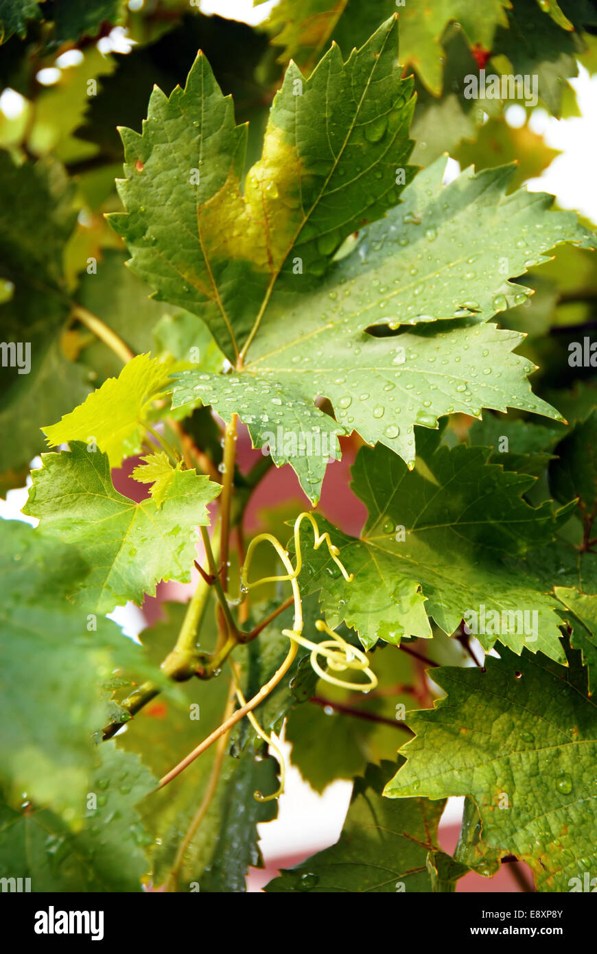 Viny hi-res stock photography and images - Alamy