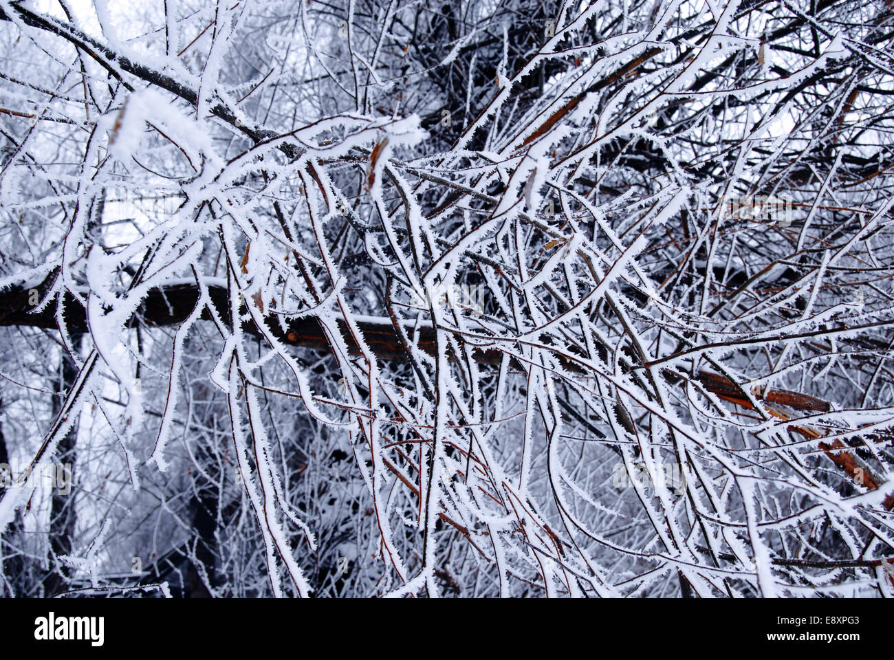 Winter trees background Stock Photo - Alamy