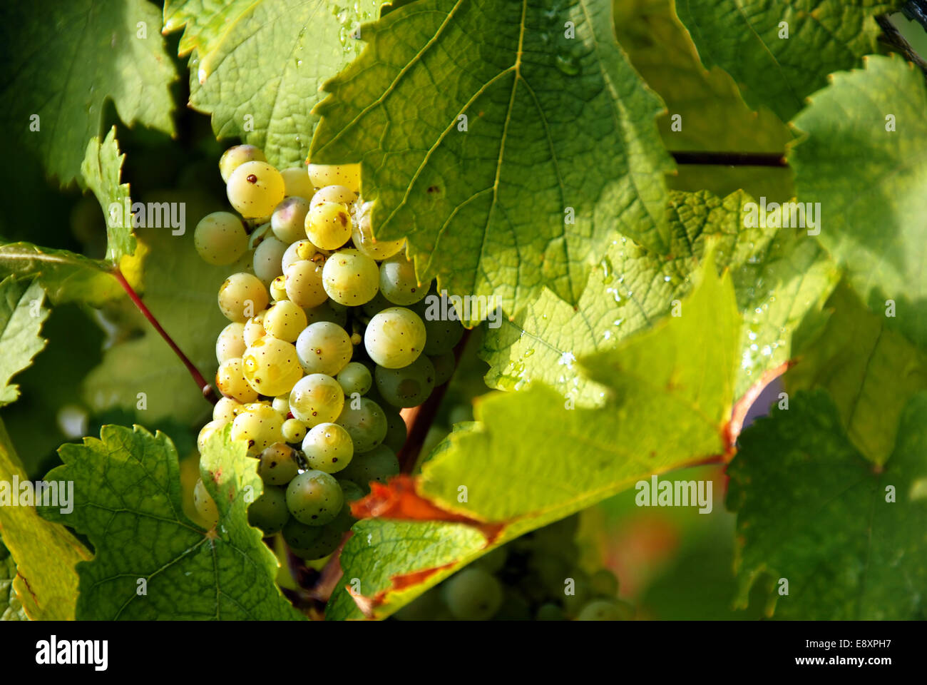Brown spots grapes hi-res stock photography and images - Alamy