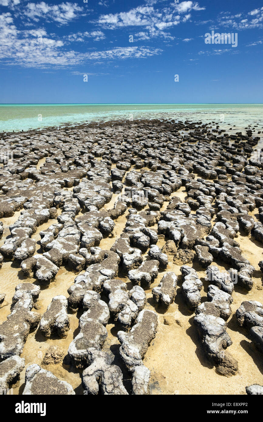 Stromatolites hi-res stock photography and images - Alamy