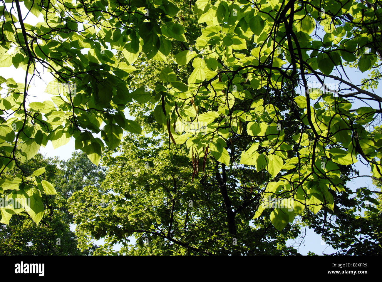Sunny leaves background Stock Photo - Alamy