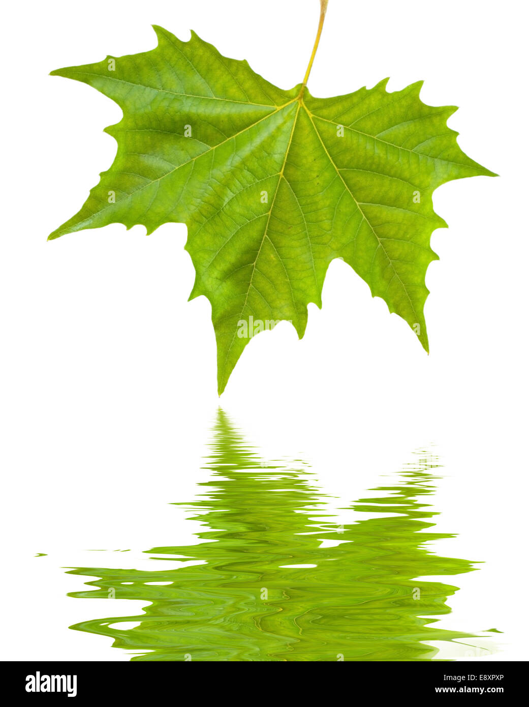 Green leaves in spring Stock Photo - Alamy