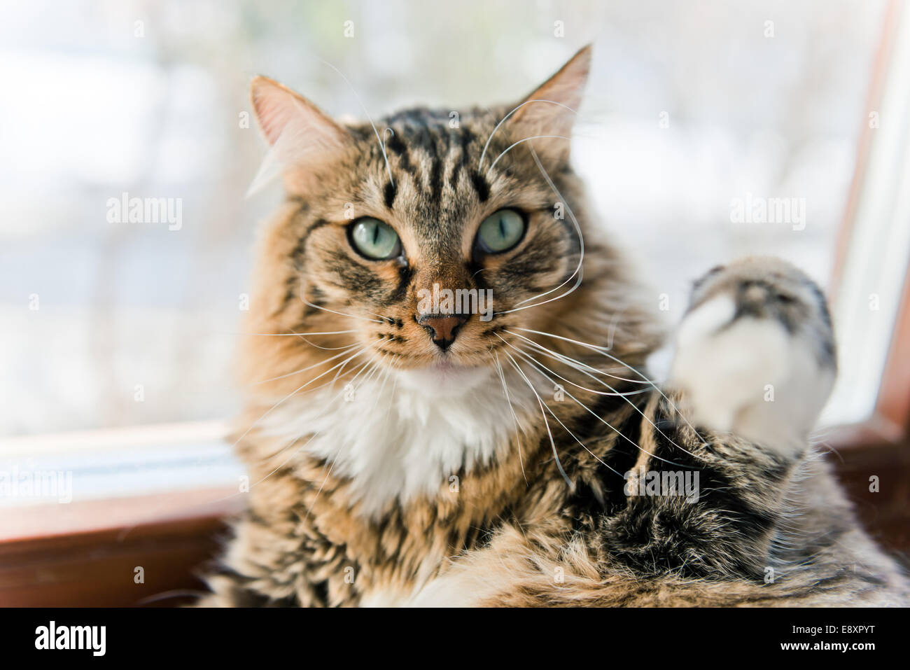 Funny male cat raises paw up Stock Photo - Alamy