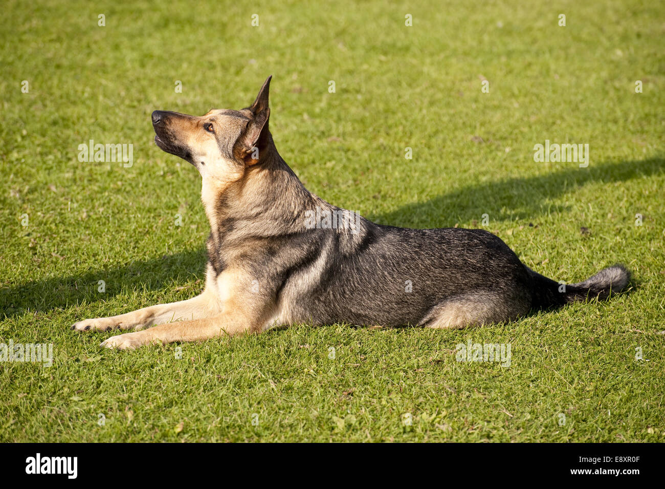 Dog dancing competition hi-res stock photography and images - Alamy