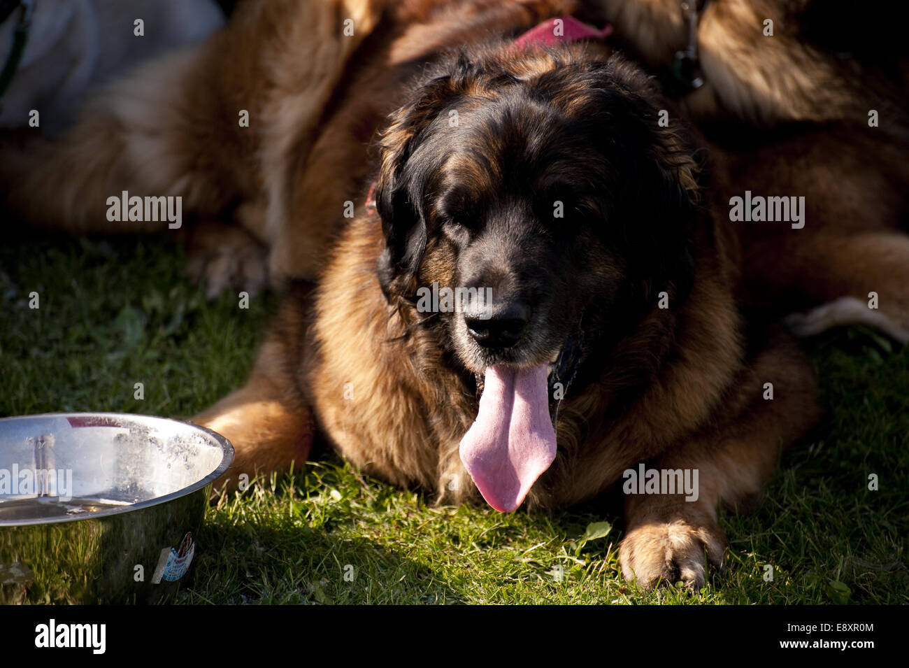 Leonberger hund hi-res stock photography and images - Alamy